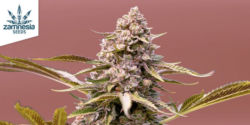 Biscotti: Análisis E Información De La Variedad De Marihuana - Zamnesia